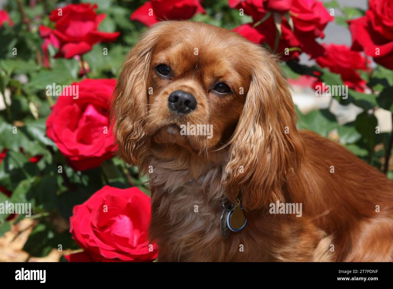 Cavalier King Charles Spaniel portrait with roses Stock Photo - Alamy