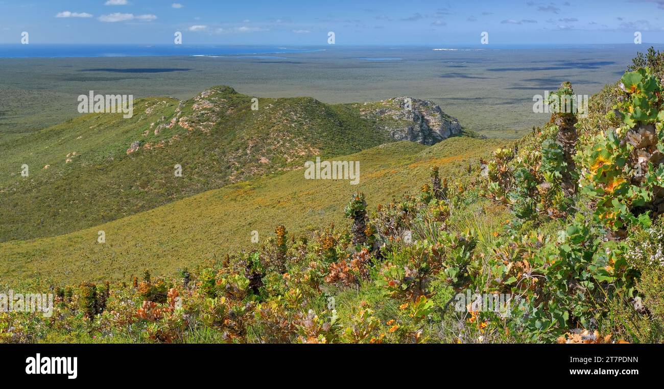 Hakea islands hi-res stock photography and images - Alamy