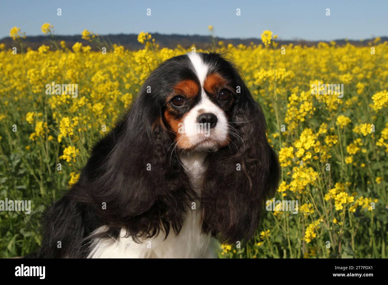 Cavalier King Charles Spaniel portrait up against a mustard field and ...