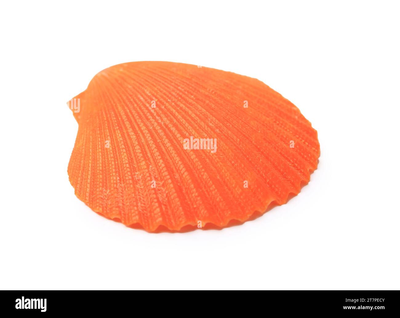 Orange seashell hi-res stock photography and images - Alamy