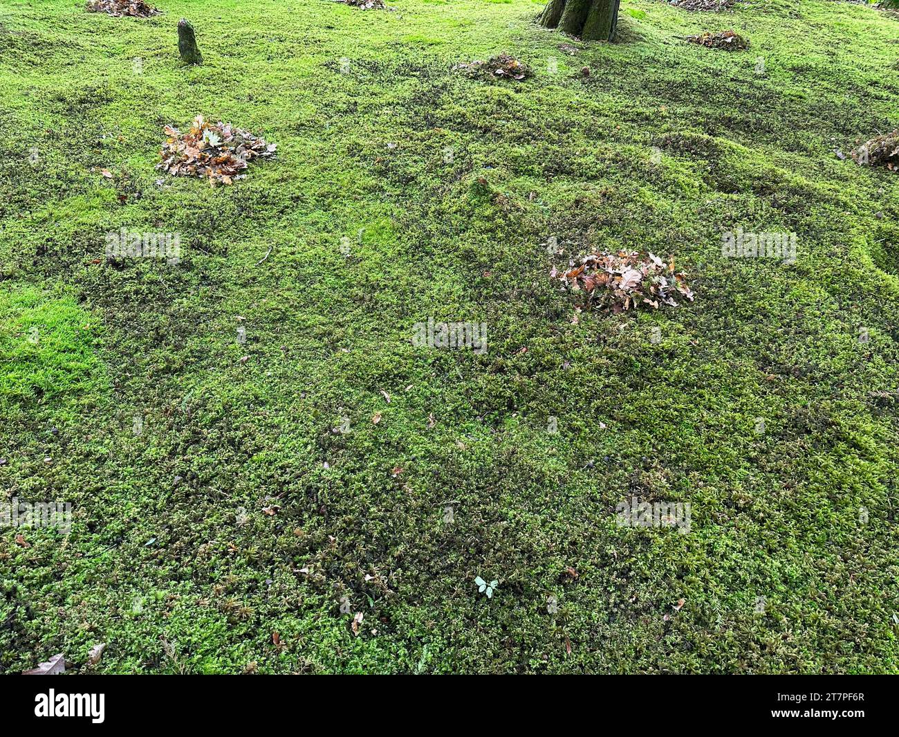 Bright moss on ground outdoors, above view Stock Photo - Alamy
