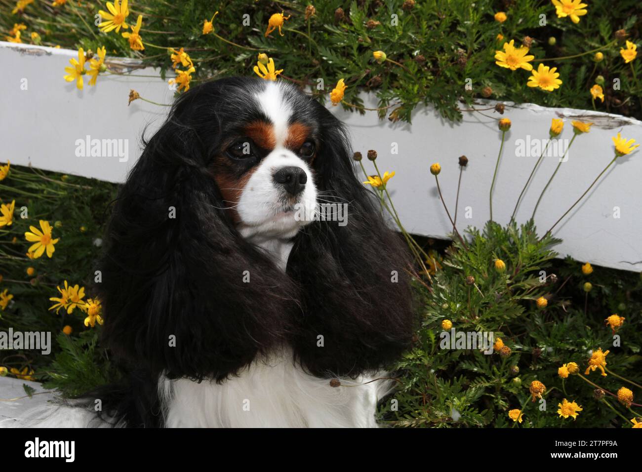 Cavalier KIng Charles Spaniel portrait sitting on a bench with yellow ...