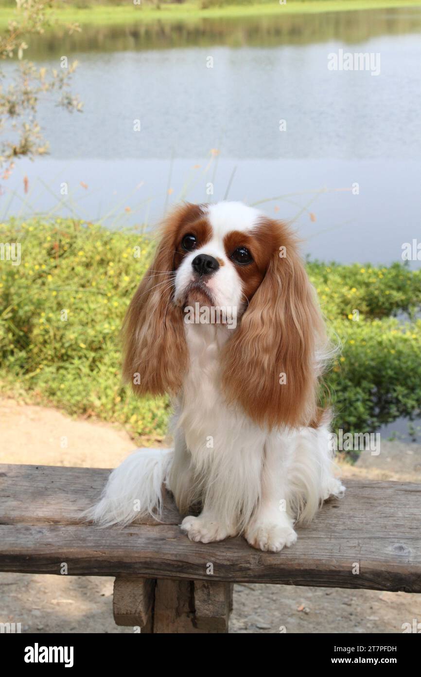 Cavalier KIng Charles Spaniel sitting on a park bench with a lake and ...