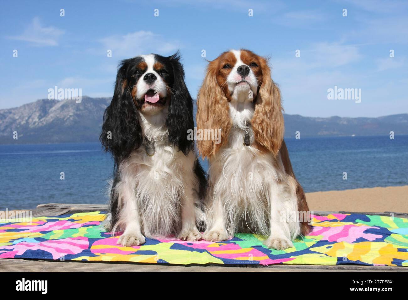 2 Cavalier King Charles Spaniels sitting on a beach towel in front of ...