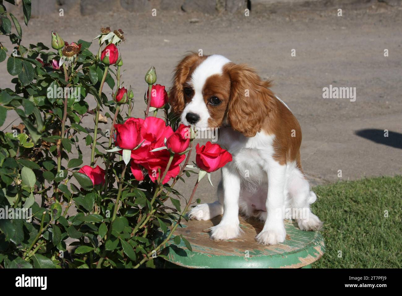 Cavalier King Charles Spaniel sitting on a stool smelling a rose Stock ...