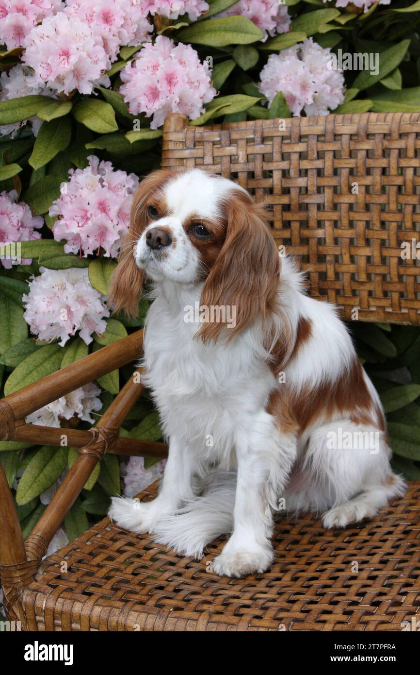 Cavalier King Charles Spaniel sitting in a chair next to a flower bush ...