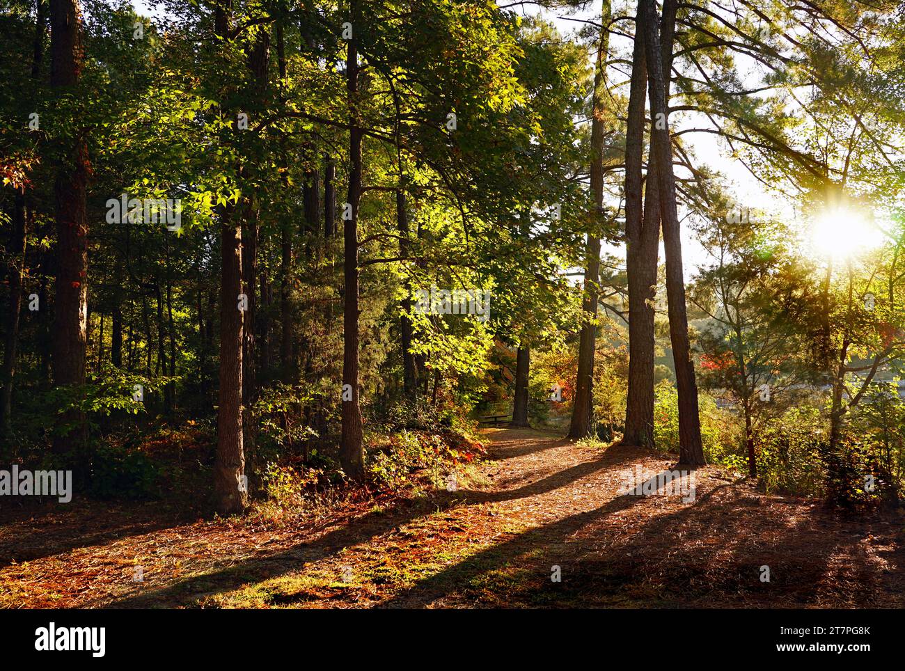Early morning sunrise, on a hiking trail, in North Carolina. The ...