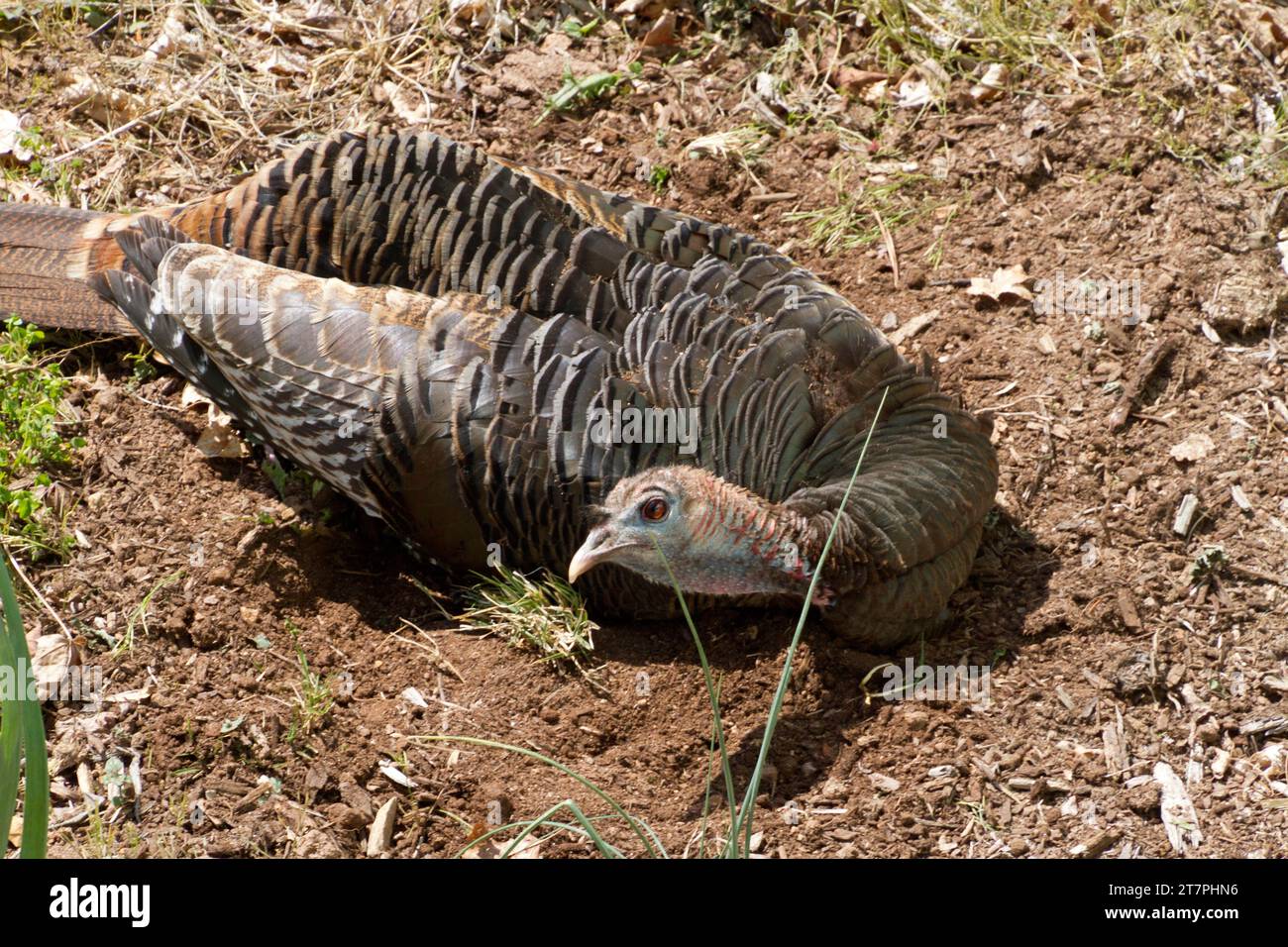 A curious wild turkey rests in a shallow dirt depression it has dug ...