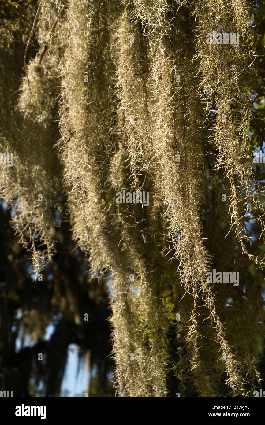 Leafless mini shrubs hi-res stock photography and images - Alamy