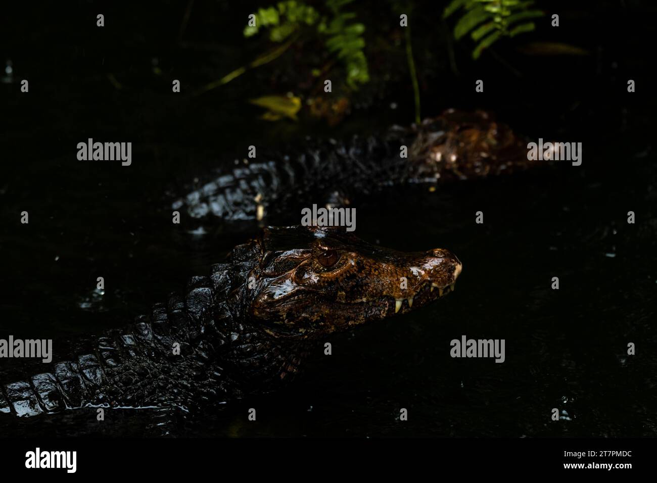 Portrait of the two Caimans over dark background on a rainy day from ...
