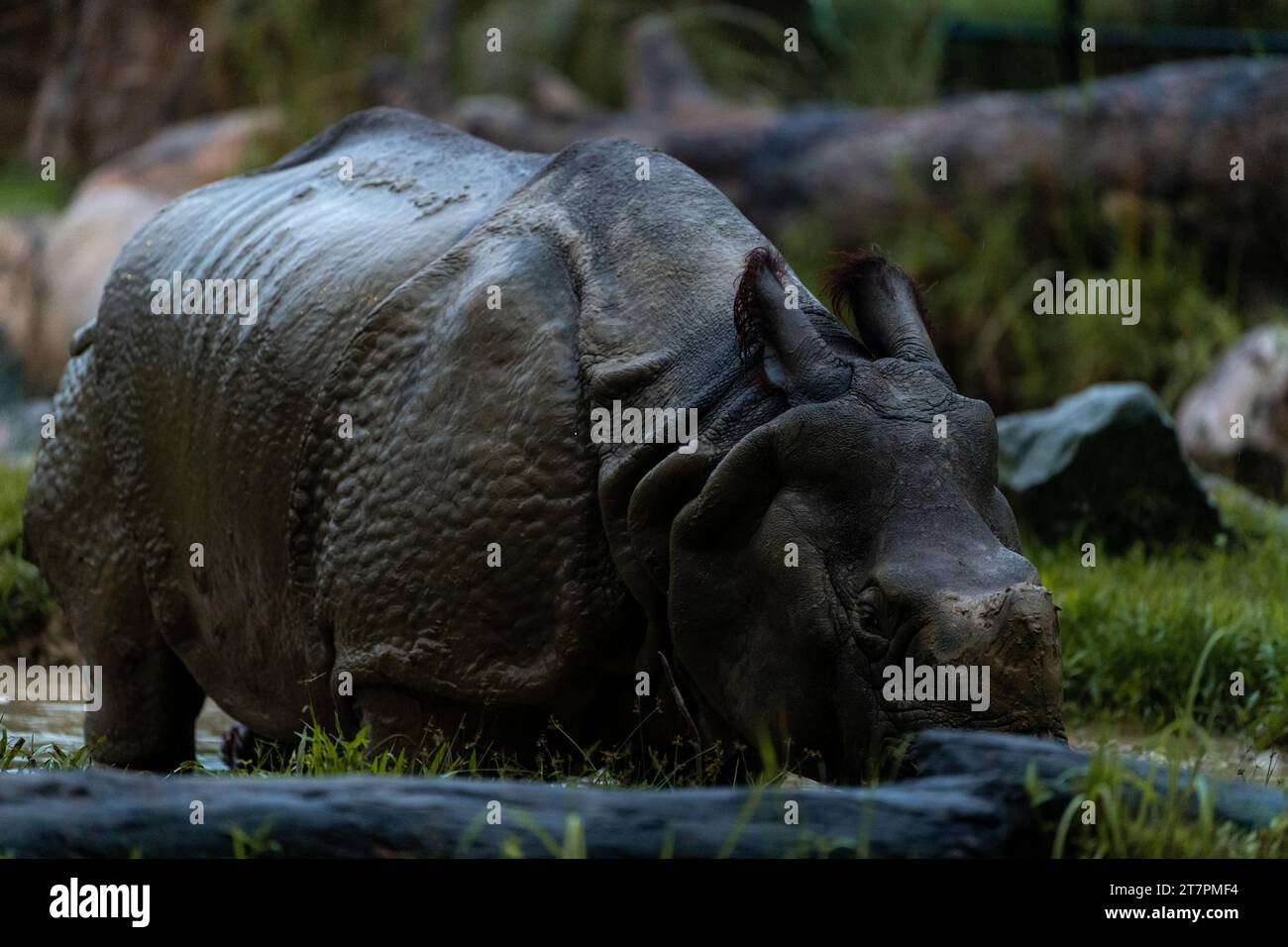 Rare almost extinct Indian Rhinoceros in the Singapore zoo during the ...