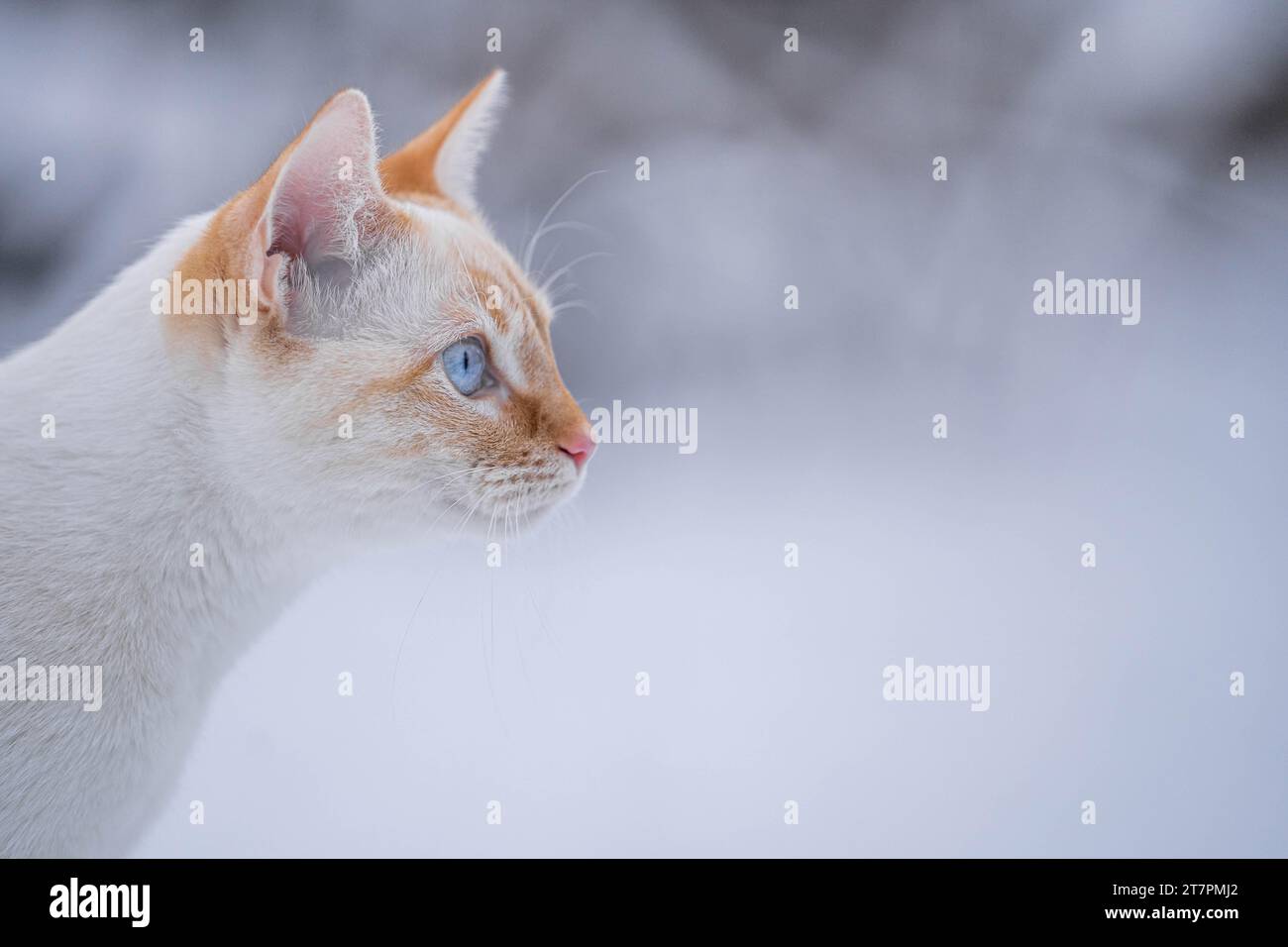 Peaceful Cat Close Up Side View Outside Blue Eyes Snow Dramatic Stock ...