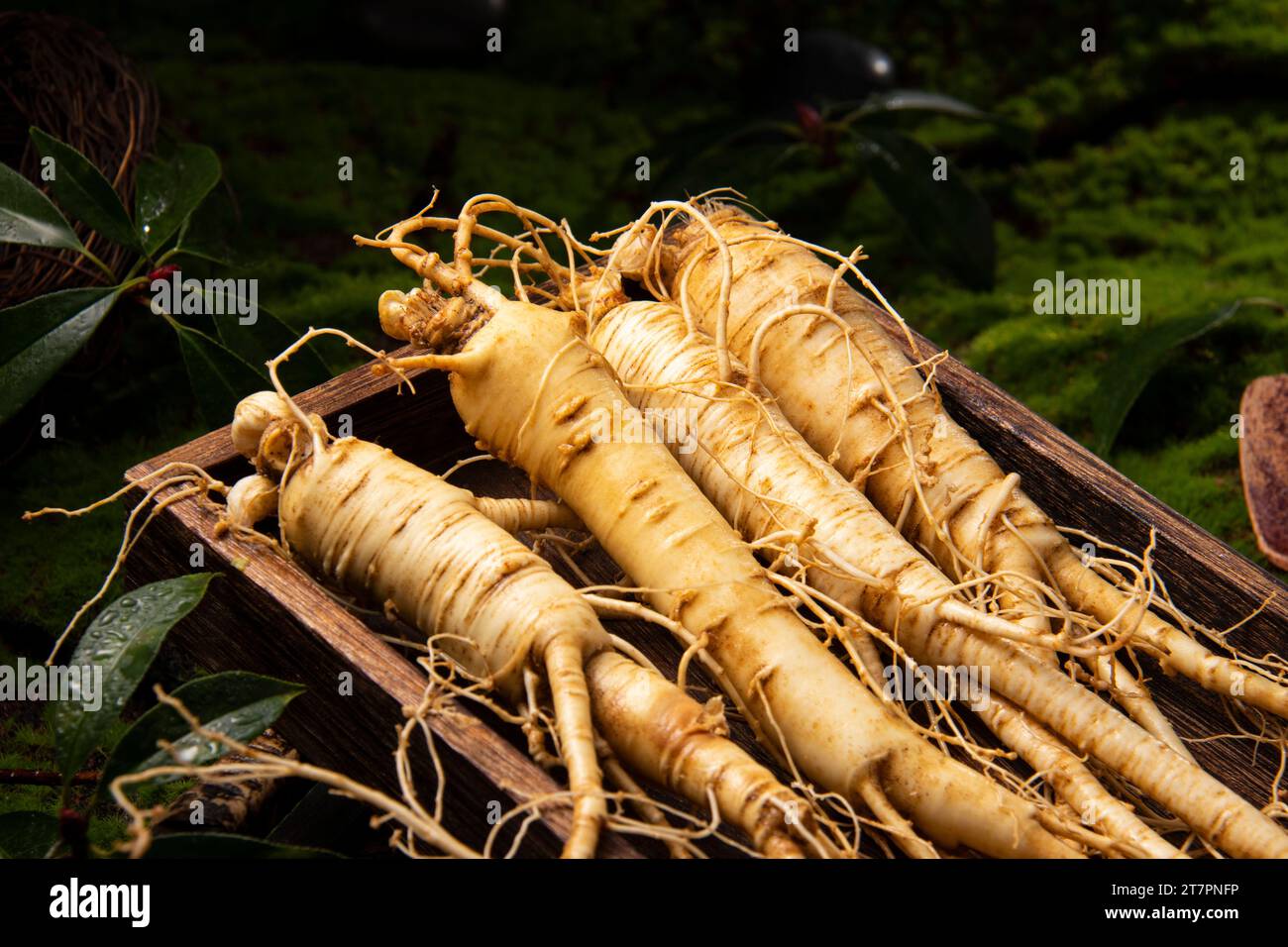 Fresh ginseng root, the amazing health benefits of ginseng you need to ...