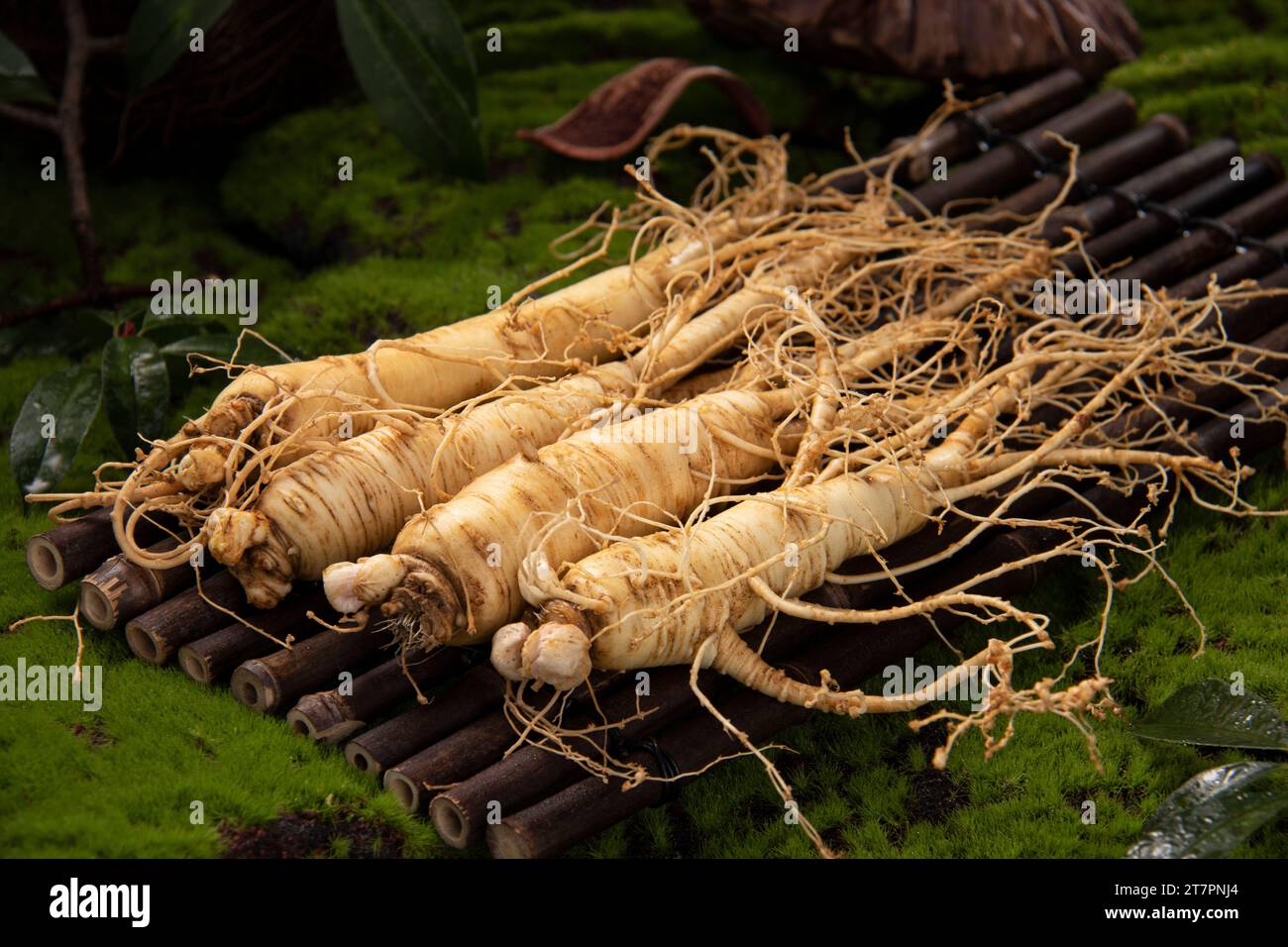 Fresh Ginseng Root The Amazing Health Benefits Of Ginseng You Need To