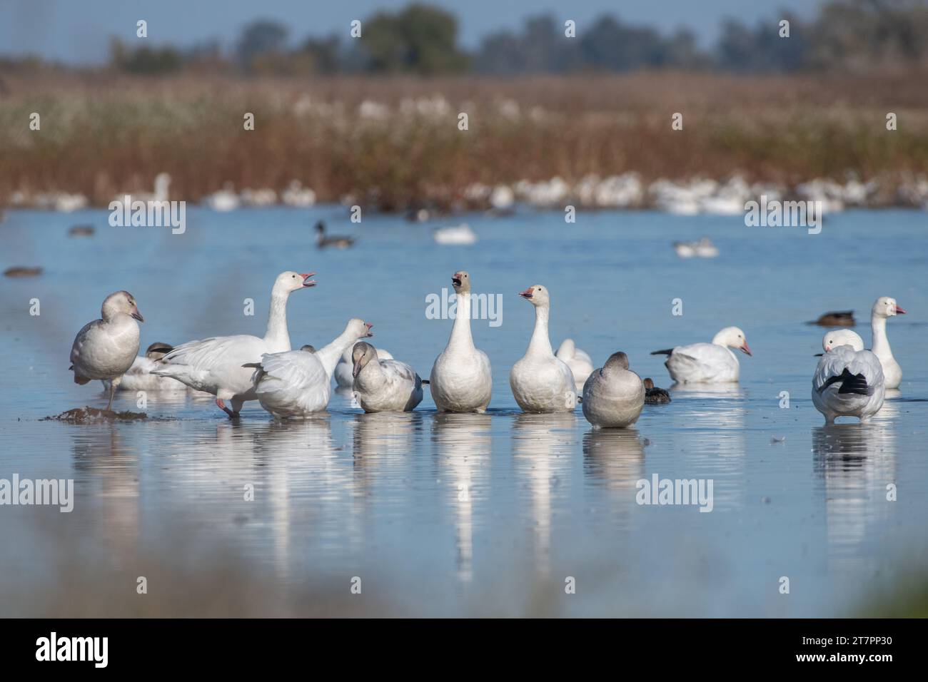 A group of snow geese, Anser caerulescens, communicating in a shallow ...