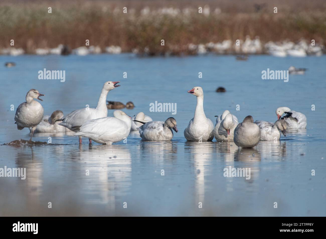 A group of snow geese, Anser caerulescens, communicating in a shallow ...
