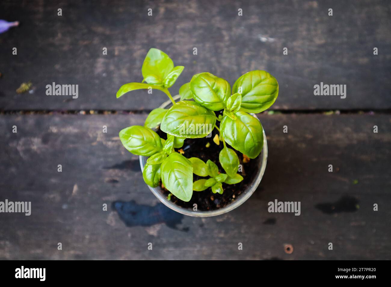 Potted Basil Herb Plant. Potted basil plants growing in recycled ...