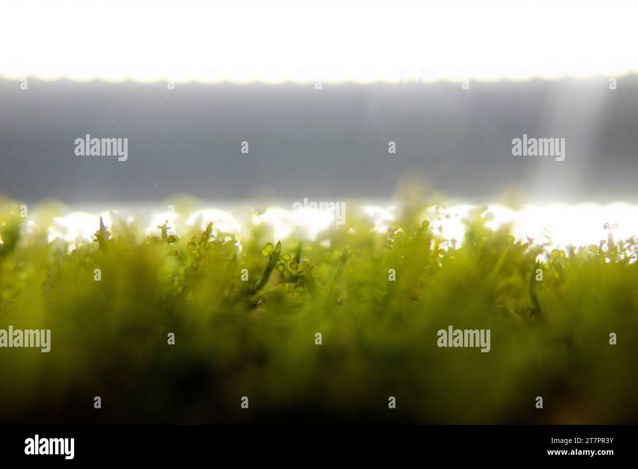 Algae grows at Vertical Oceans, an indoor aquaculture company that's ...