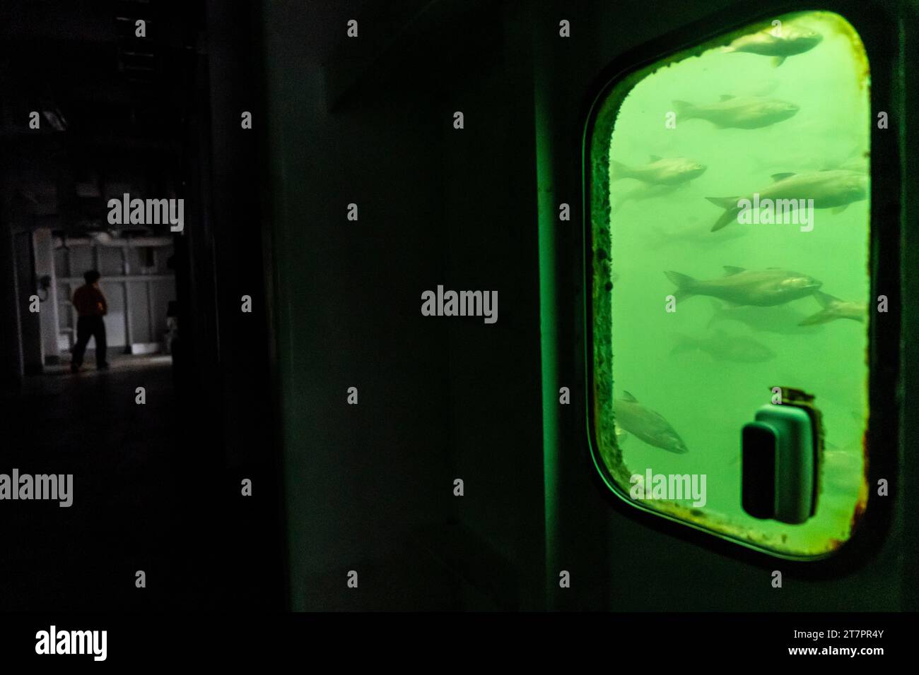 Threadfin fish swim in a tank as senior manager Patrick Sehoo walks ...