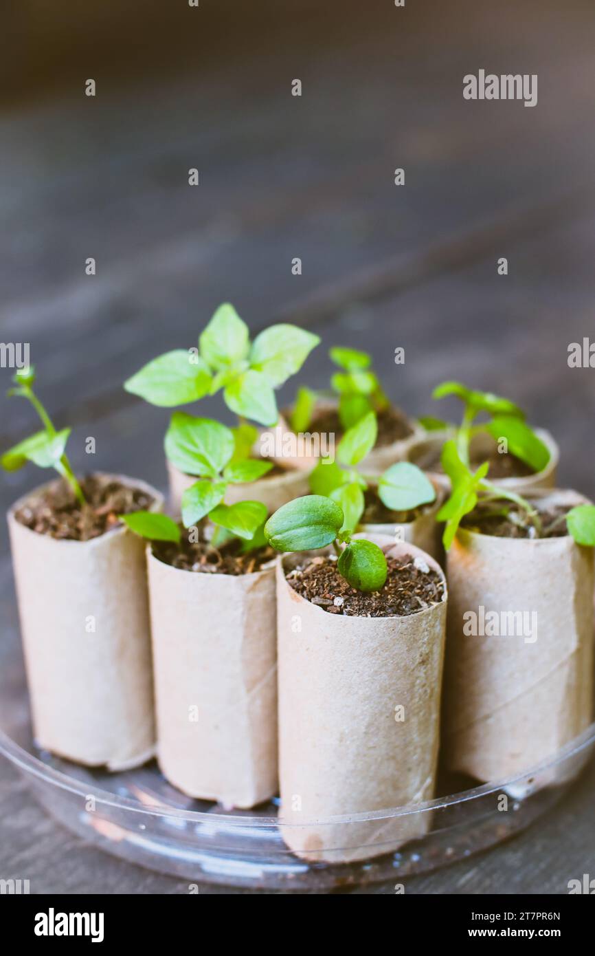 Potted seedlings growing in biodegradable pots. Seedling growing in ...