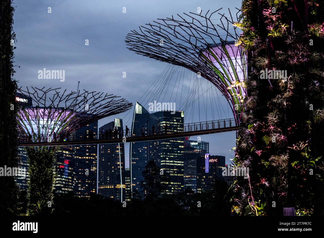 Visitors walk along a canopy at the Supertrees at Gardens By The Bay in ...