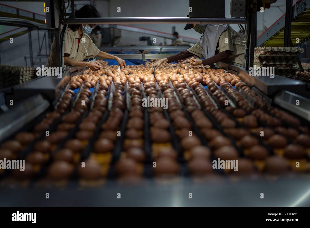 Eggs move through a network of conveyer belts at Seng Choon, Singapore ...