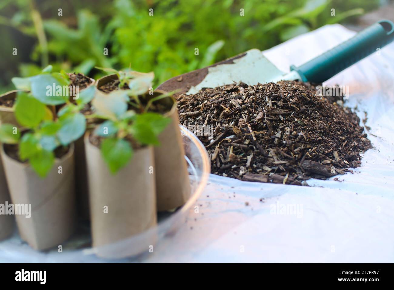 Compost soil, organic fertilizer using for gardening. Close up ...