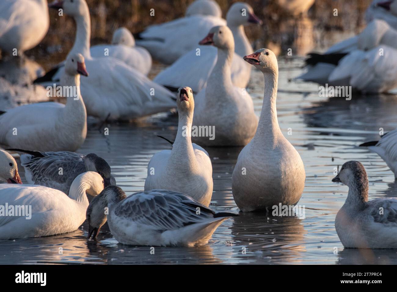 Snow geese, Anser caerulescens, on the water in a marsh in Sacramento ...