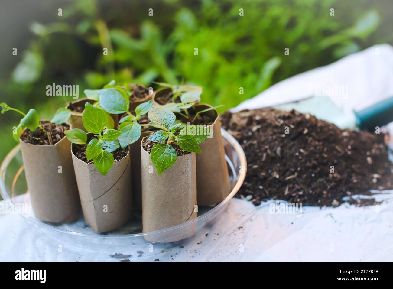 Seedlings growing in biodegradable pots. Images captured seedling ...