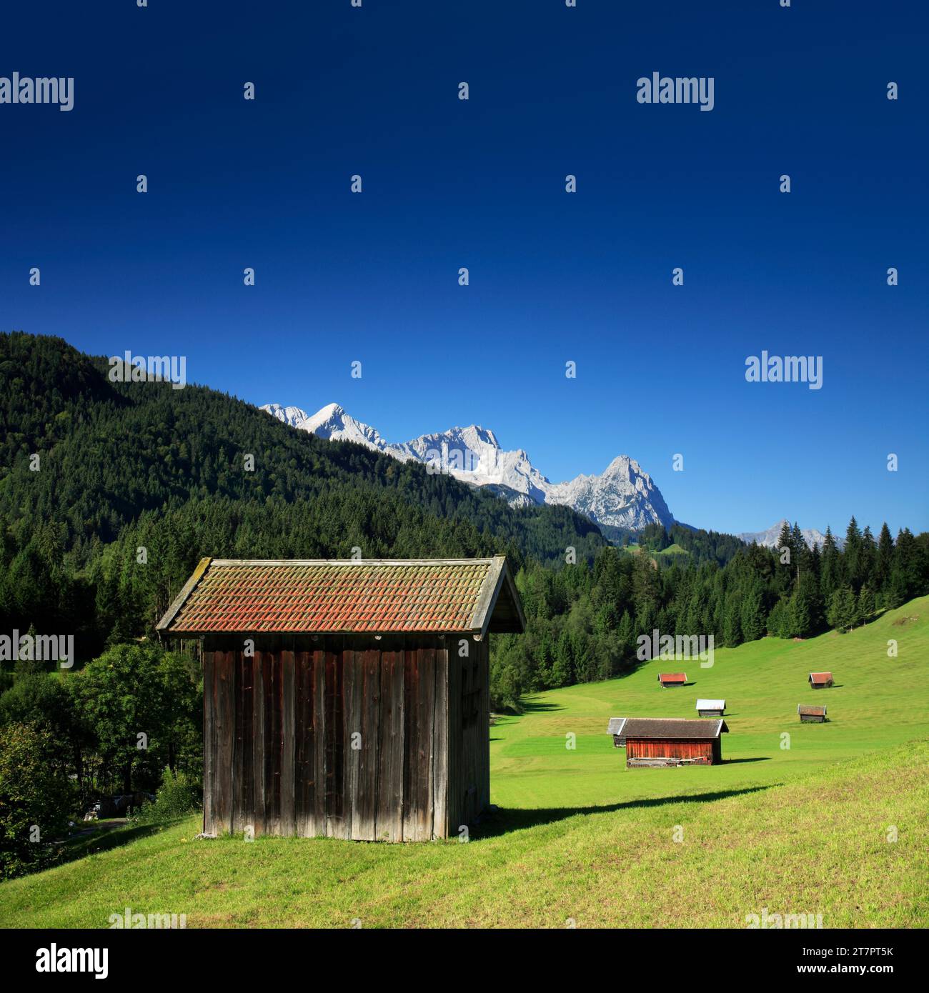 Typical Upper Bavarian cultural landscape, mountain meadow with hay ...