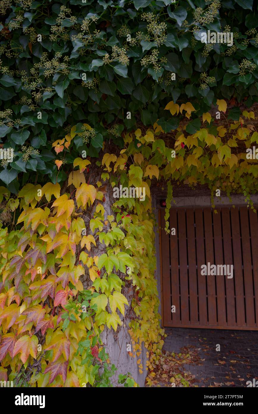 Self-climbing wall vine in colourful autumn dress, Golden October ...