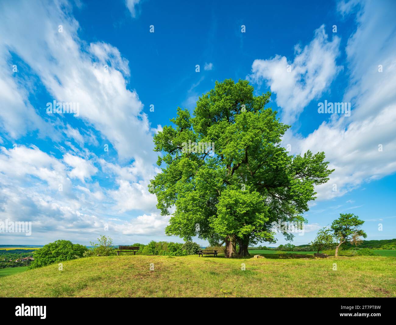 Landscape in spring, large lime trees on a hill, blue sky with (cumulus ...