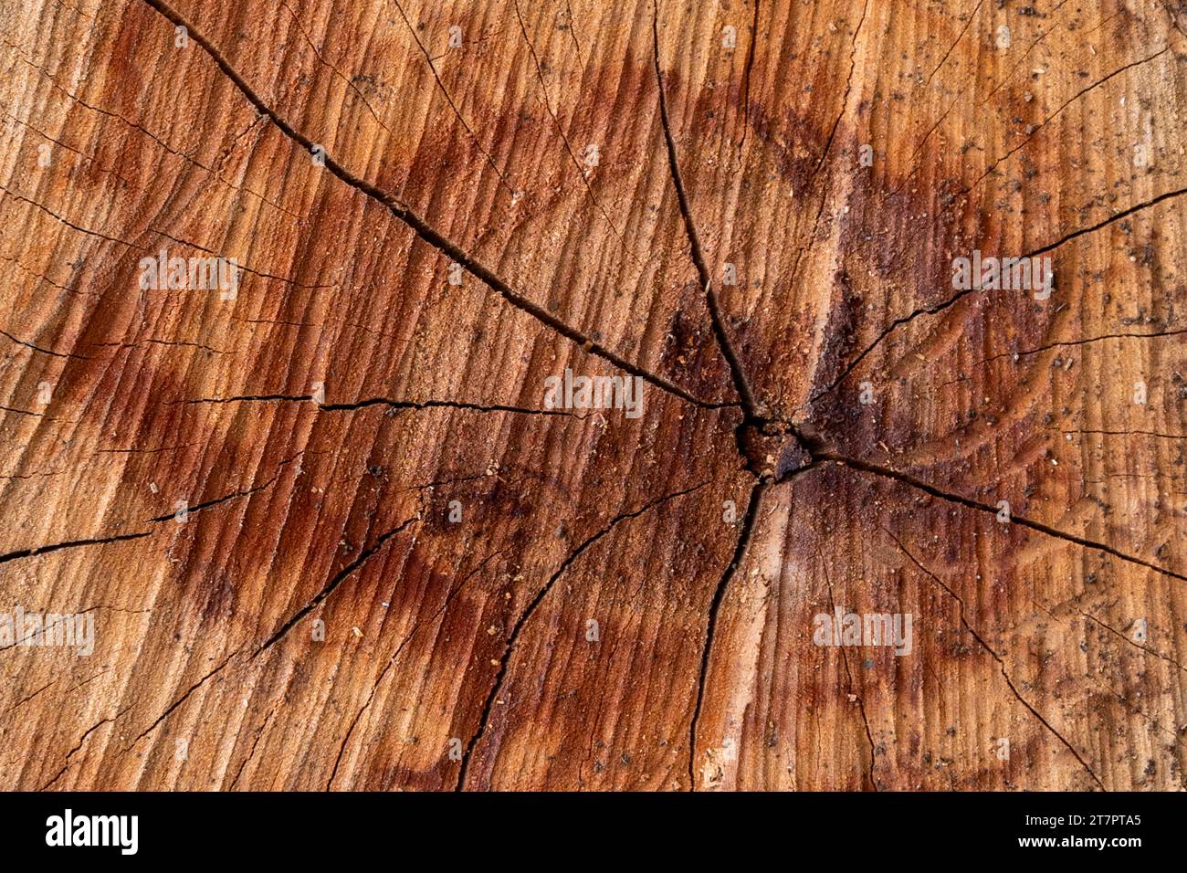 Closeup view of wooden tree trunk for texture background Stock Photo ...