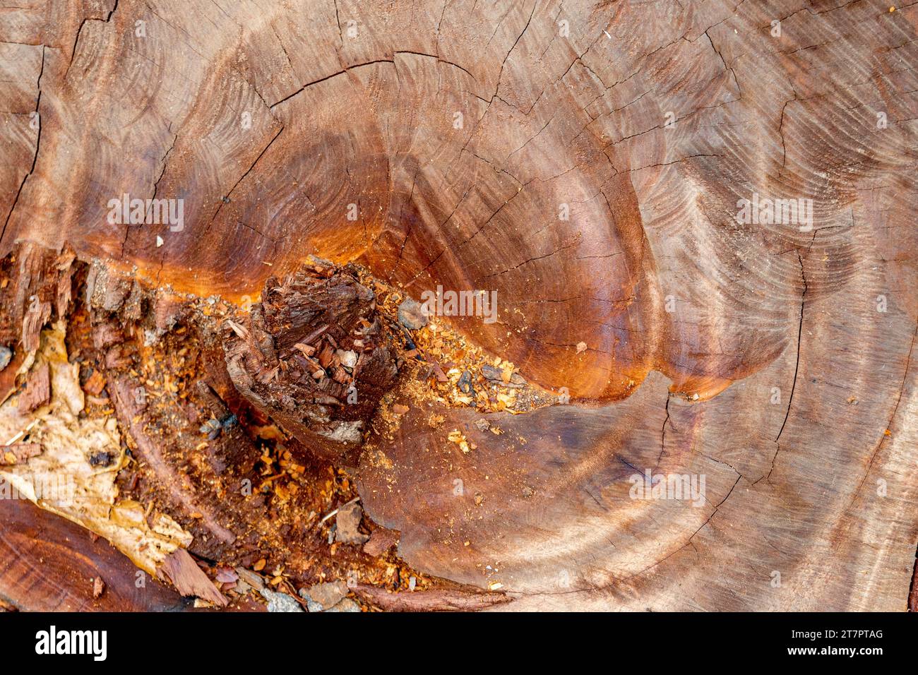 Closeup view of wooden tree trunk for texture background Stock Photo ...
