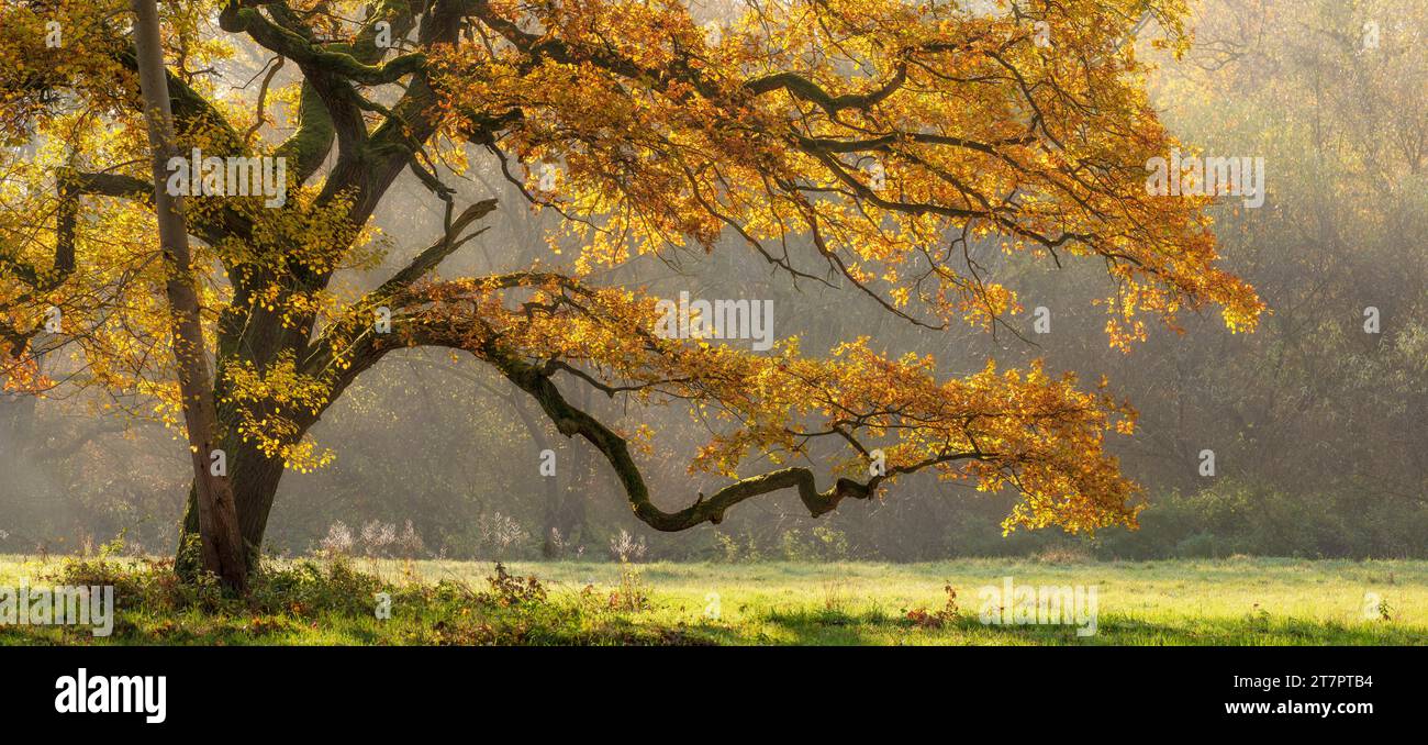 Solitary oak tree in a clearing in the forest, Elbe meadows near Dessau ...
