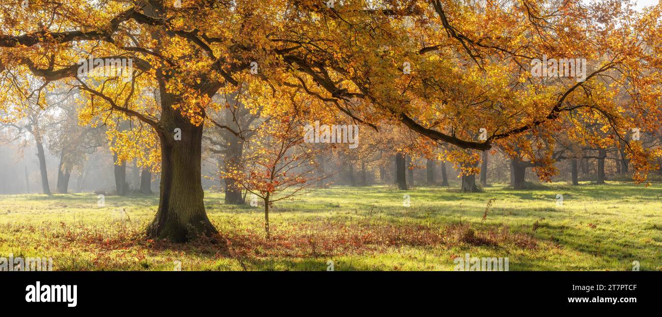 Solitary oak tree in a clearing in the forest, Elbe meadows near Dessau ...