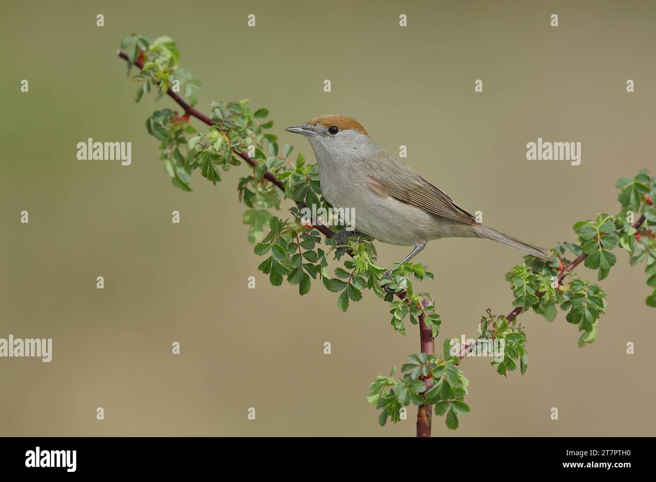 Blackcap (Sylvia atricapilla), female, sitting on a branch of a dog ...