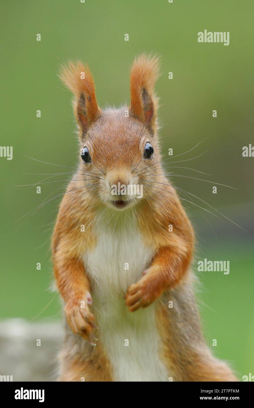 Eurasian red squirrel (Sciurus vulgaris), male, animal portrait ...