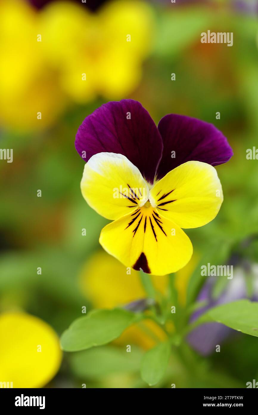 Horned violet (Viola cornuta hybrid), pansy, flower, Wilnsdorf, North ...