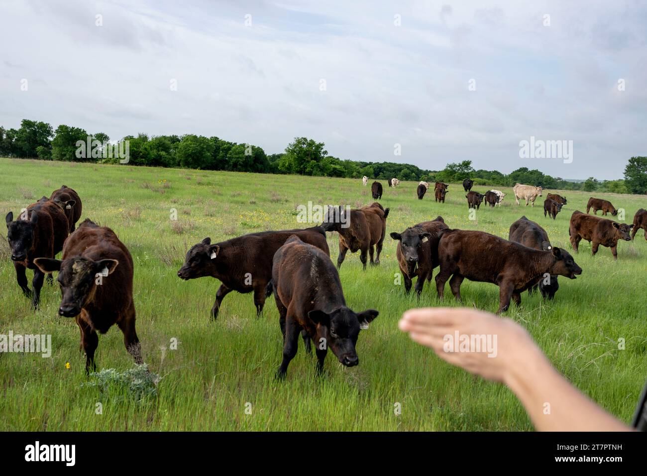 Meredith Ellis counts cattle at her ranch in Rosston, Texas, Thursday ...
