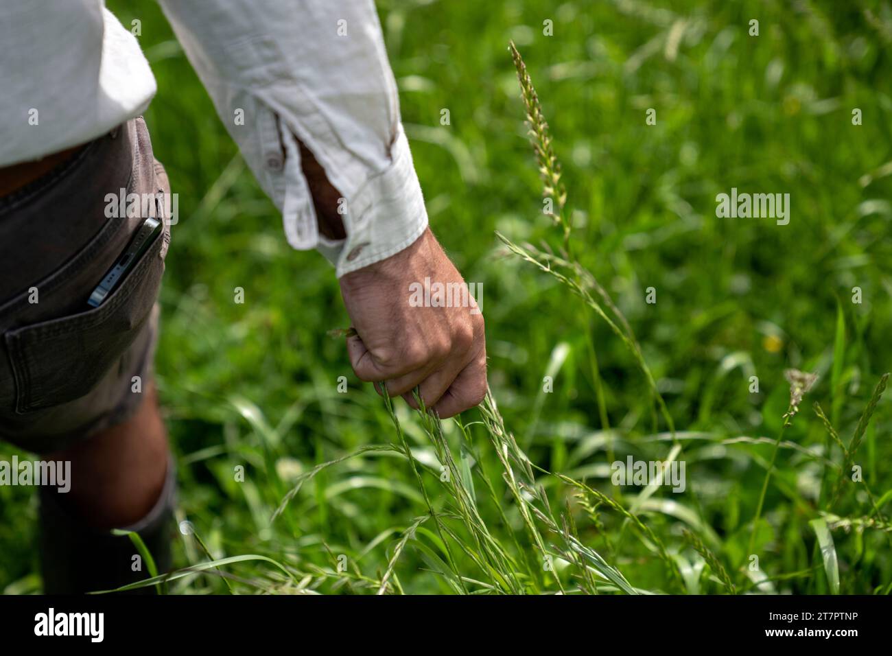 Hobbs Magaret runs the tall grass through his hand while walking on his ...