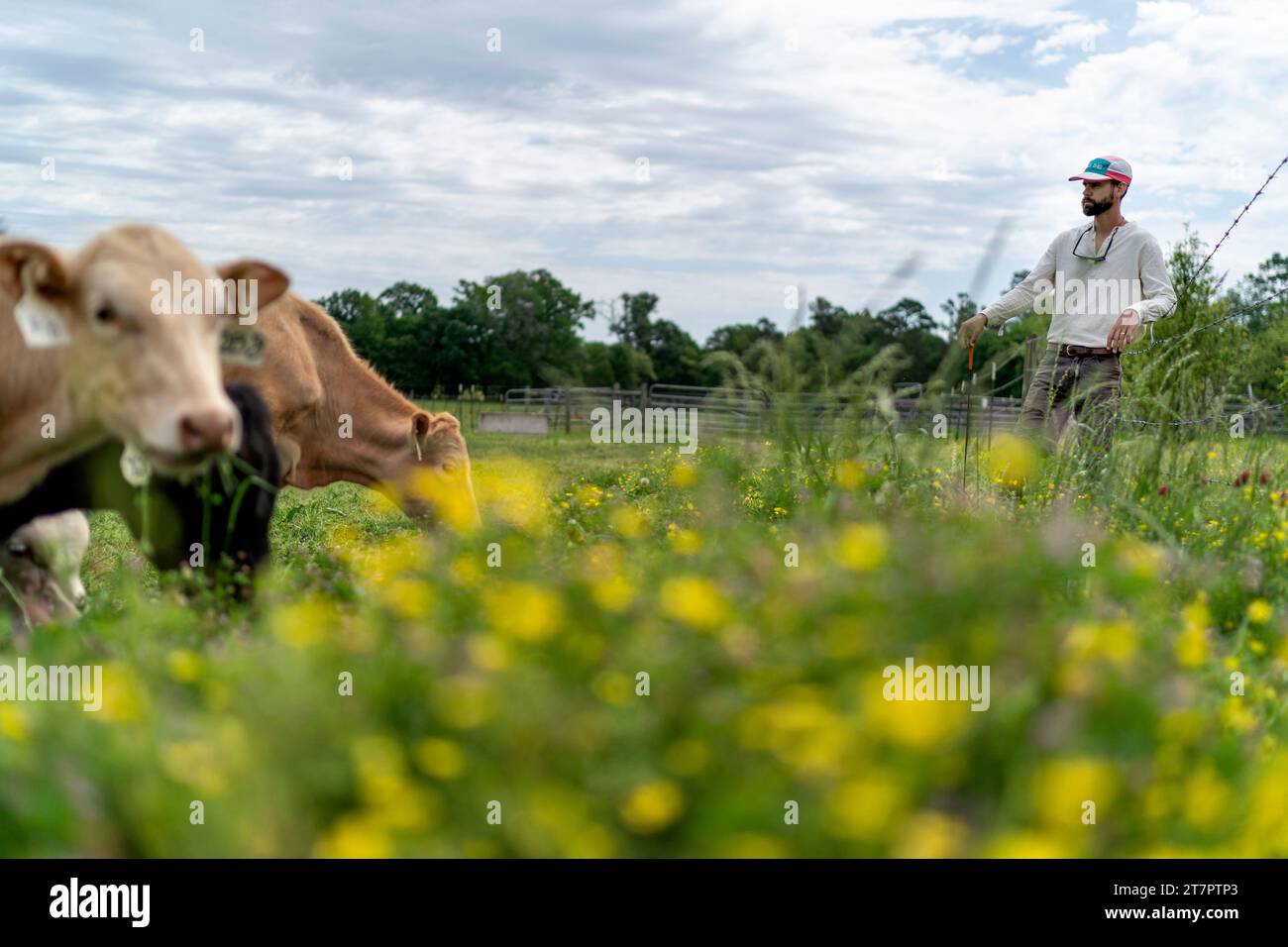 Hobbs Magaret watches his cattle graze on his ranch in Lufkin, Texas ...