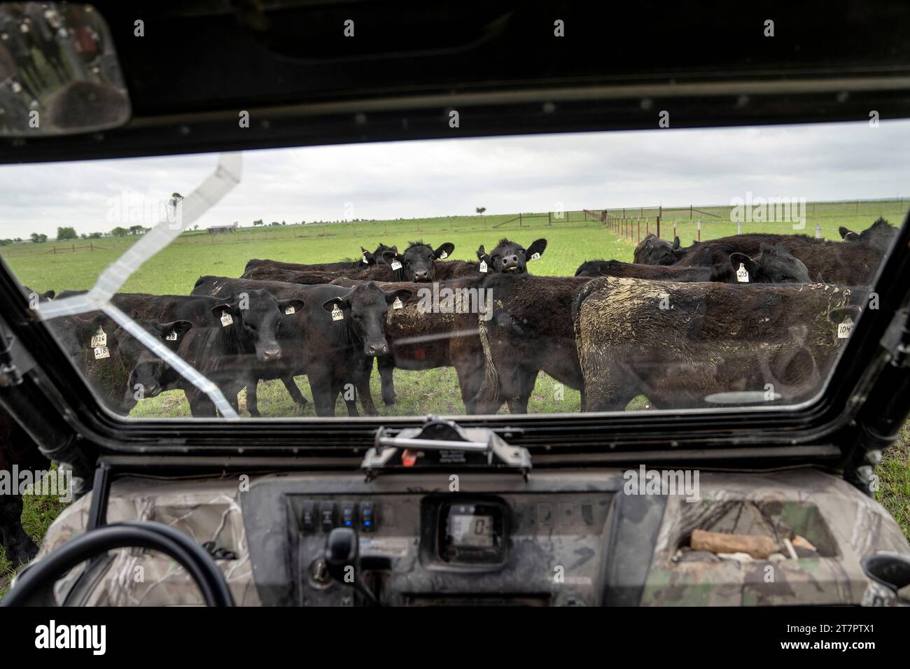 Meredith Ellis does her daily cattle count on her ranch in Rosston ...