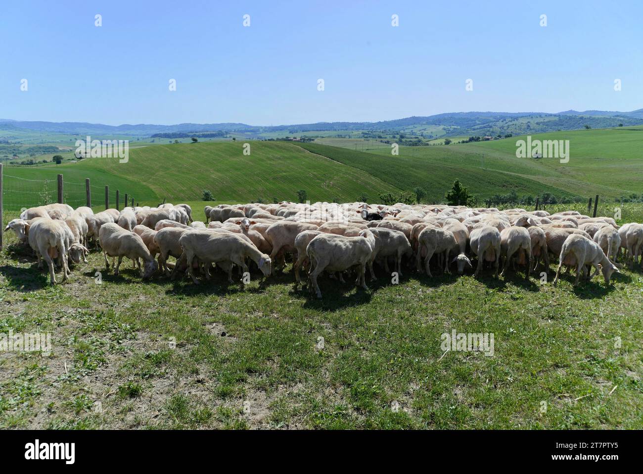 Sheep herd in tuscany hi-res stock photography and images - Alamy