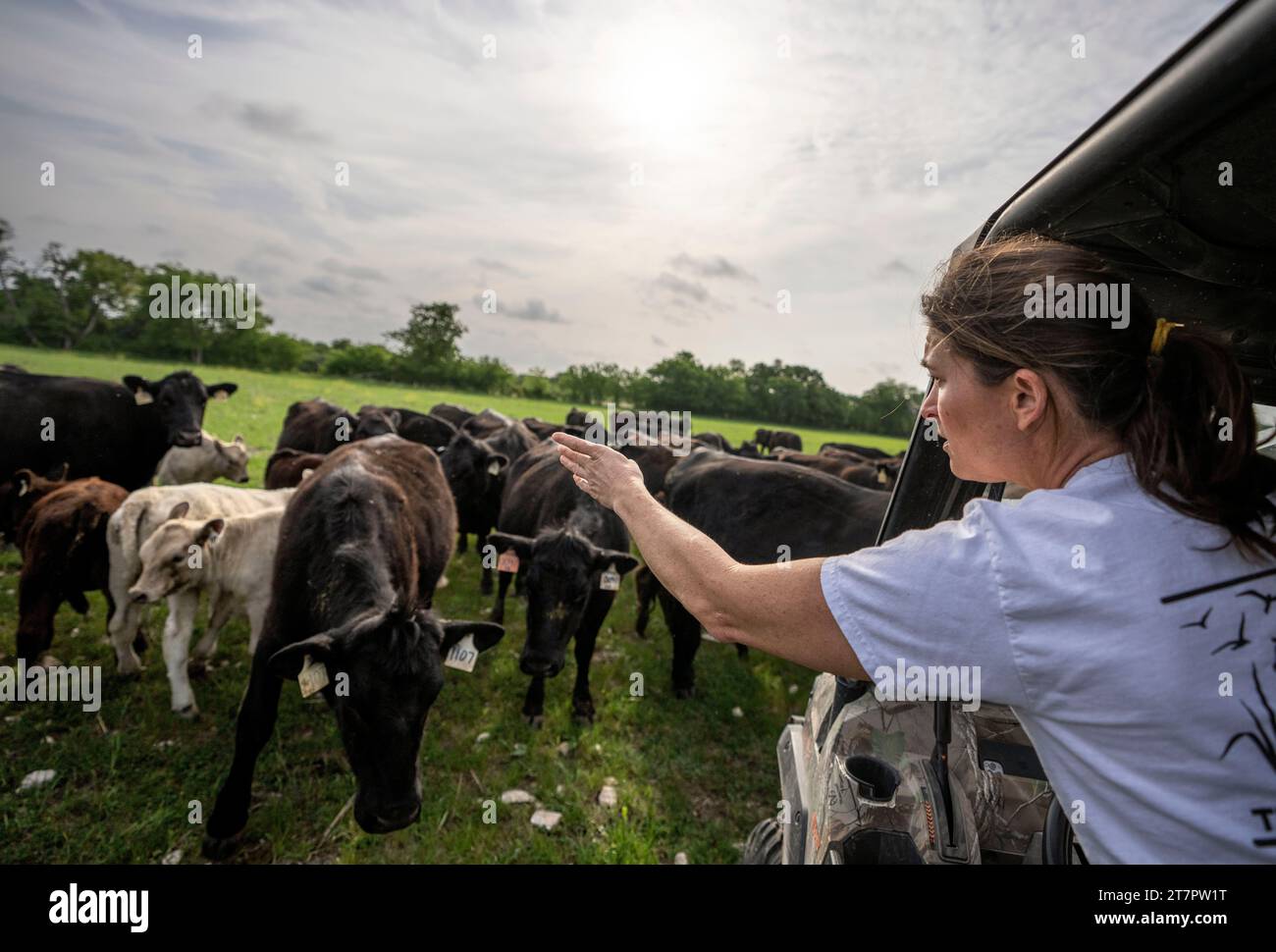 Meredith Ellis counts cattle at her ranch in Rosston, Texas, Thursday ...