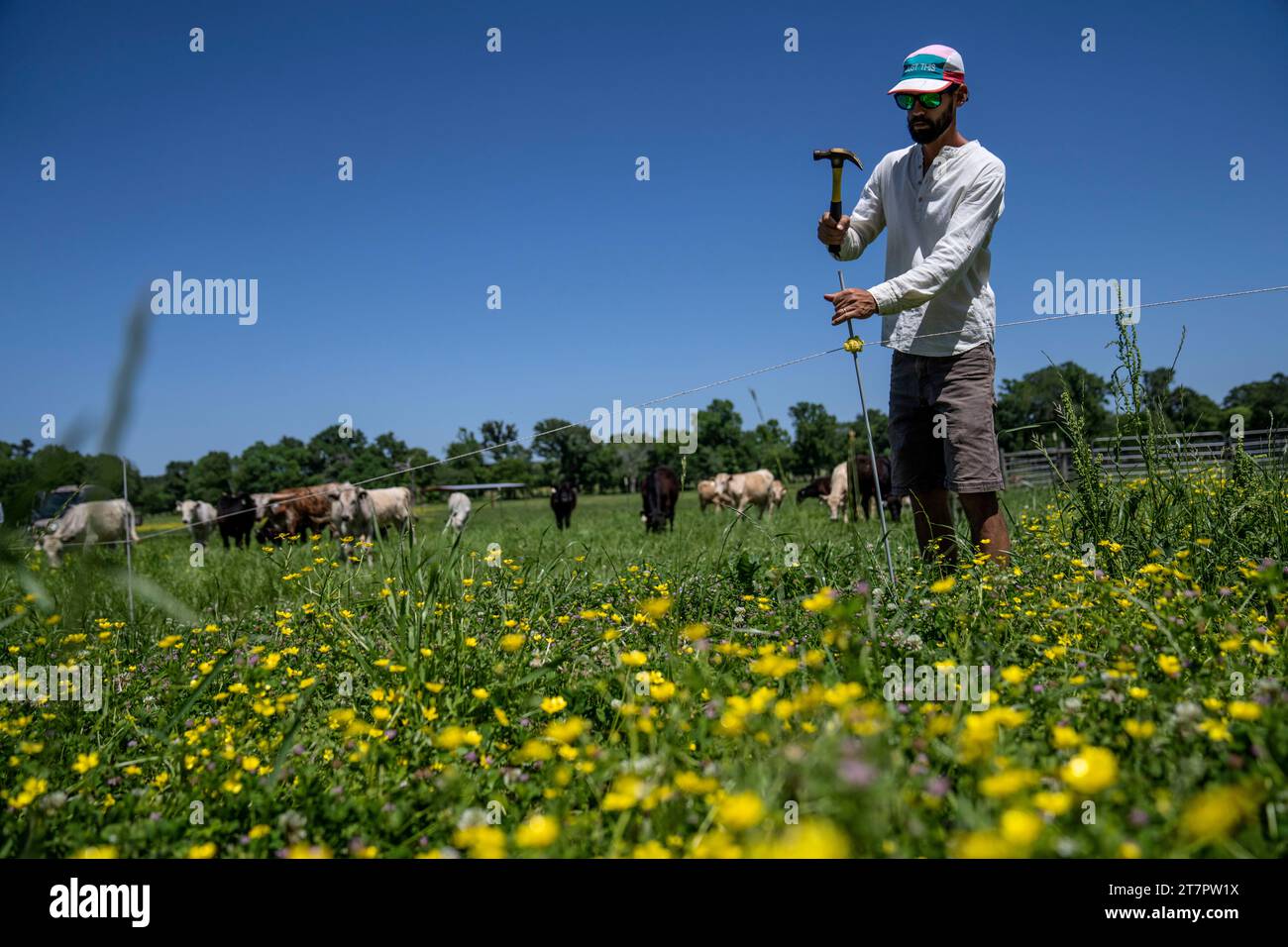 Hobbs Magaret ropes off a new section of tall grass to where he'll move ...