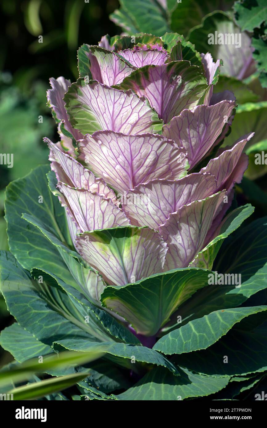 Ornamental cabbage (Acephala group), Bavaria, Germany Stock Photo - Alamy