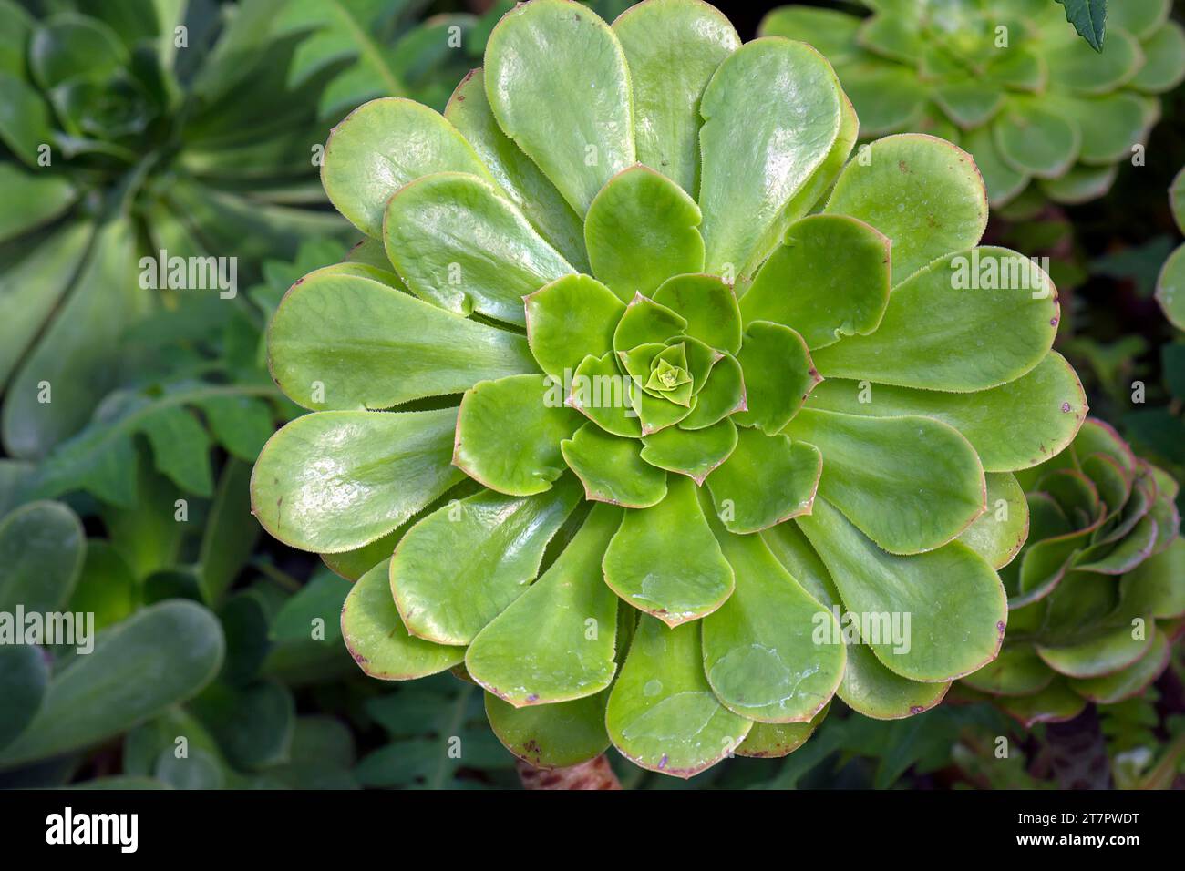 Tree aeonium aeonium arboreum hi-res stock photography and images - Alamy