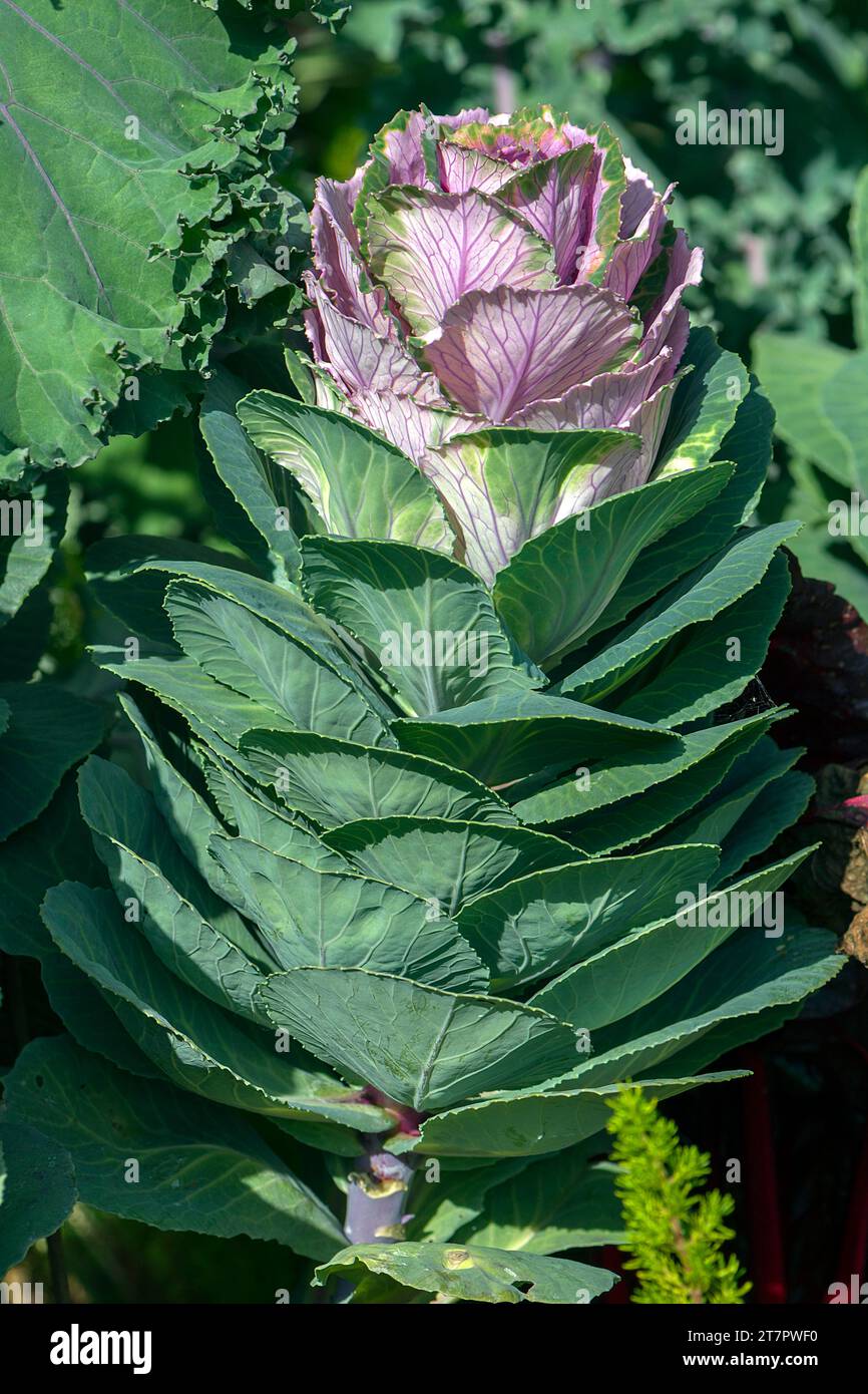 Ornamental cabbage (Acephala group), Bavaria, Germany Stock Photo - Alamy