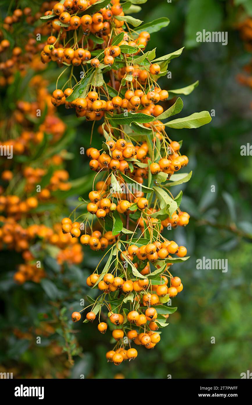 Yellow firethorn (Pyracantha Soleil d'Or), Bavaria, Germany Stock Photo ...